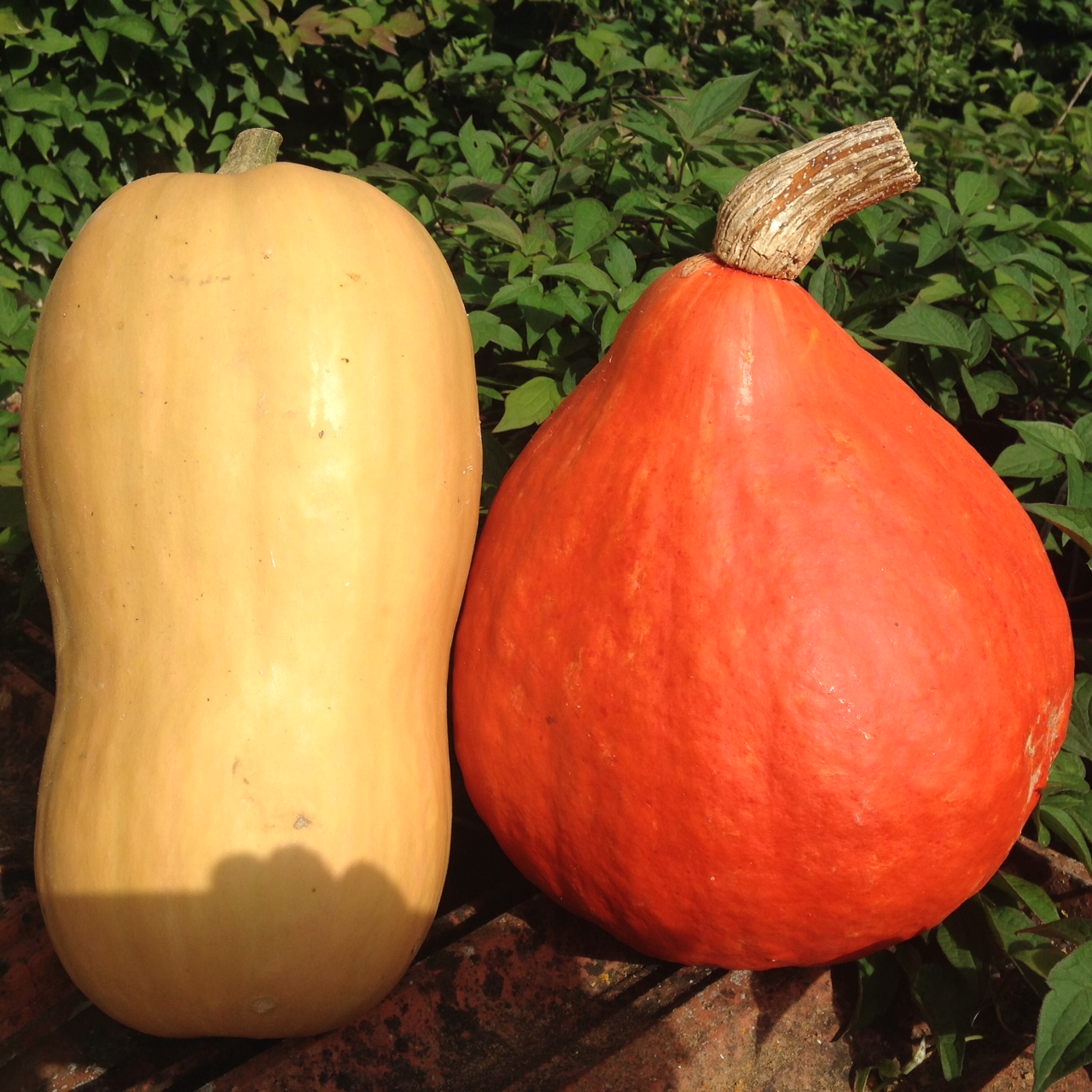 Courge - la ferme du perre - Esclavolles - Marne - 51La ferme du Perré ...